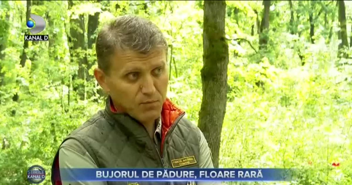 Bujorul de pădure - floare rară - Stirile Kanal D