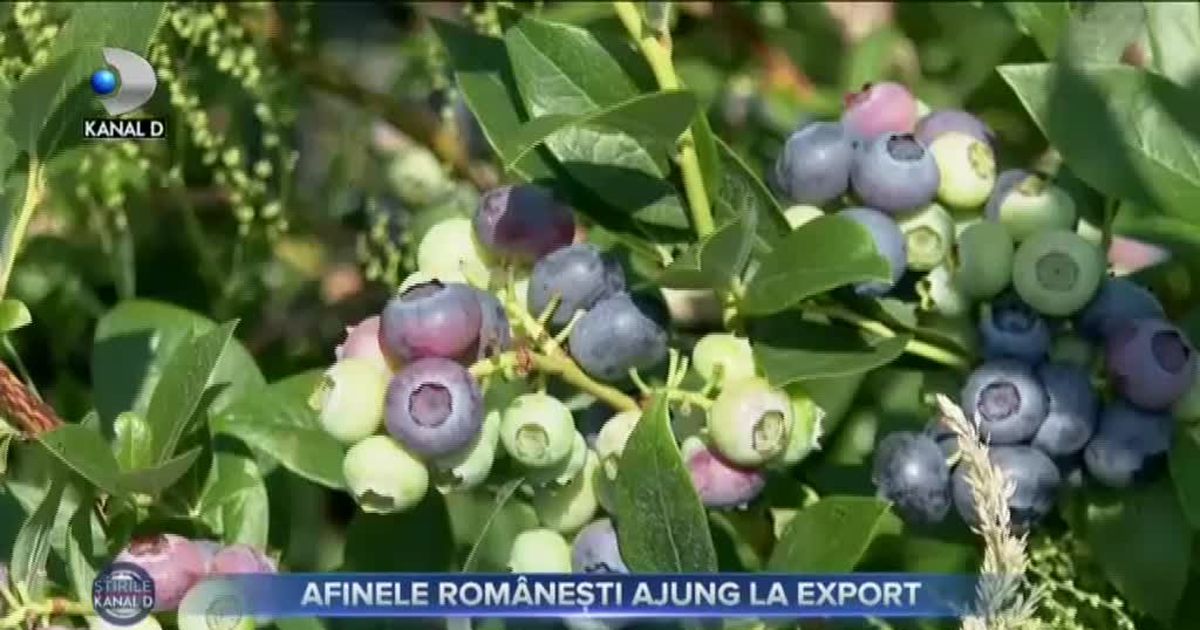 Afinele romanesti ajung la export - Stirile Kanal D