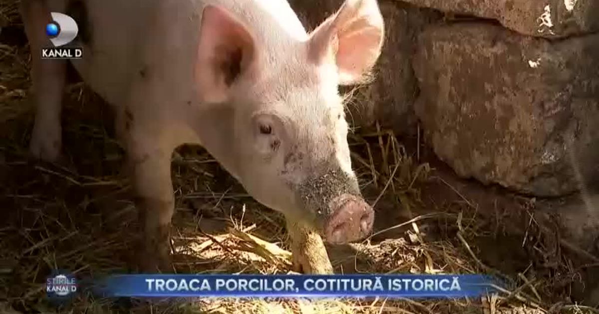 Troaca porcilor, cotitură istorică - Stirile Kanal D