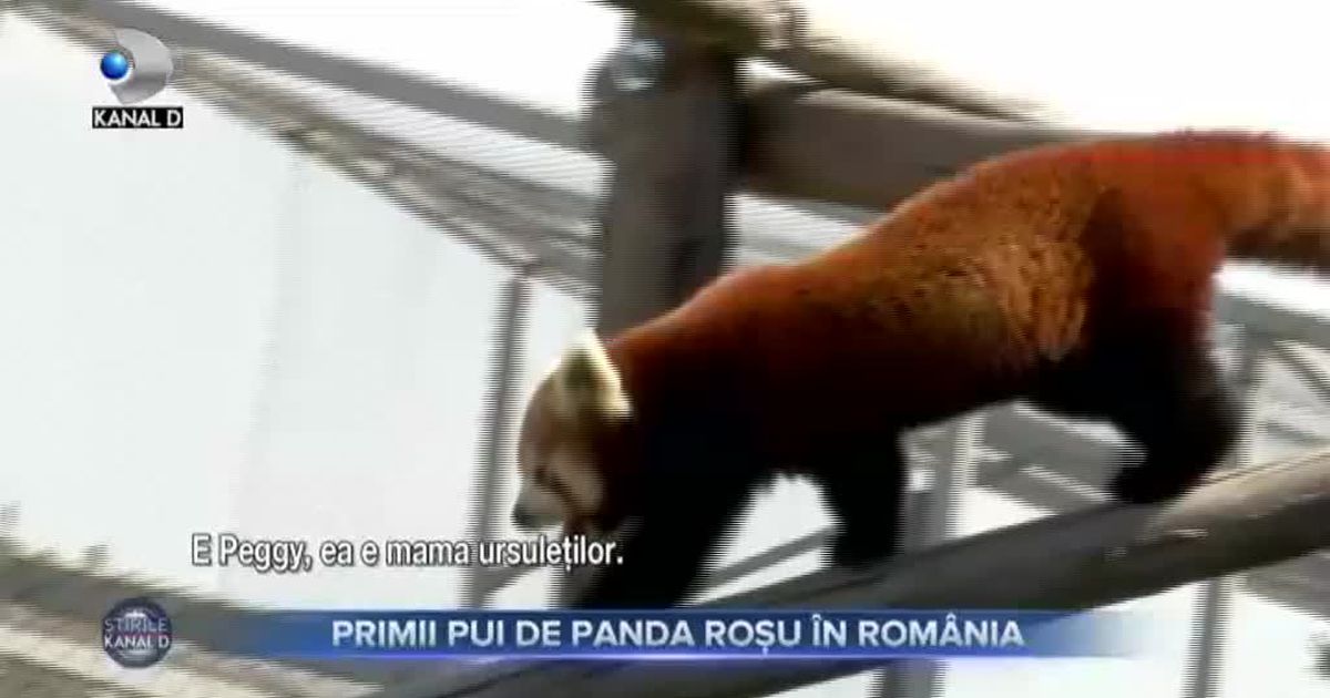 Primii pui de panda roșu în România - Stirile Kanal D