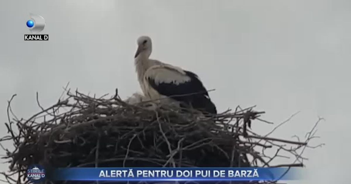 Alertă pentru doi pui de barză - Stirile Kanal D