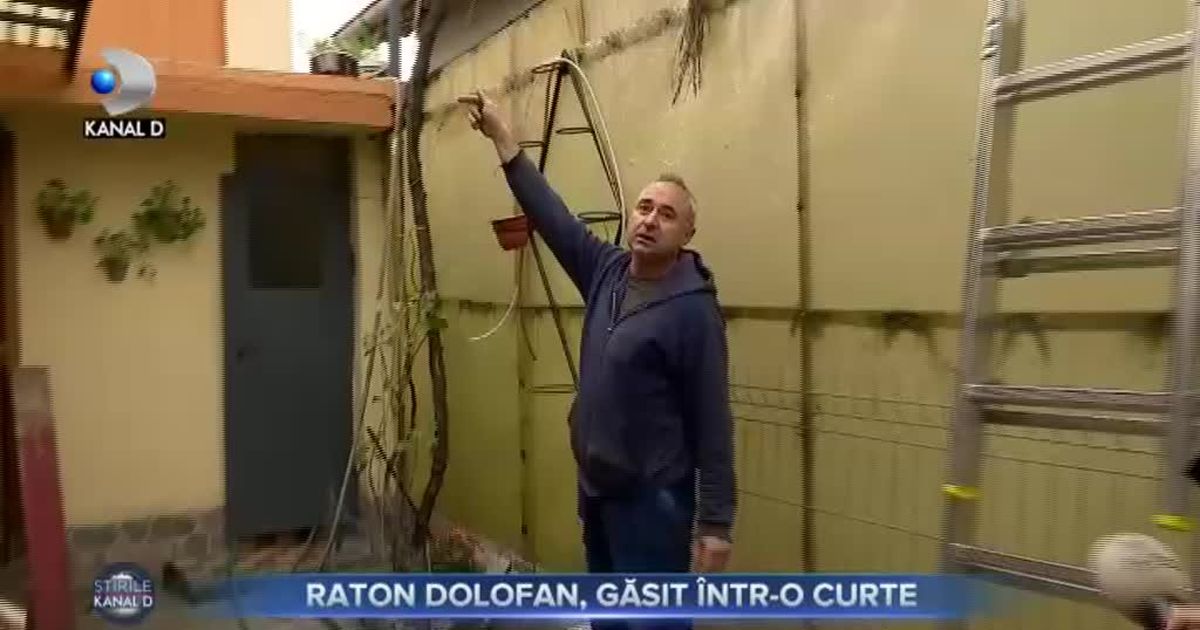 Raton dolofan, găsit într-o curte - Stirile Kanal D