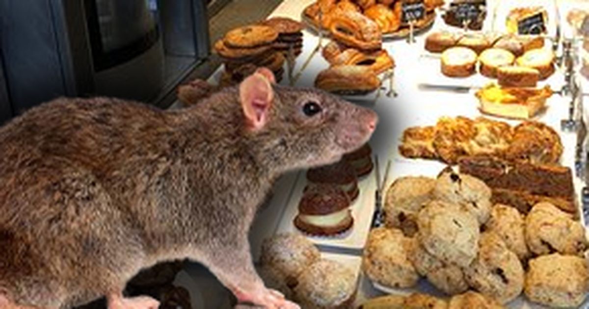 VIDEO | Un șobolan a fost filmat într-o patiserie din București ...