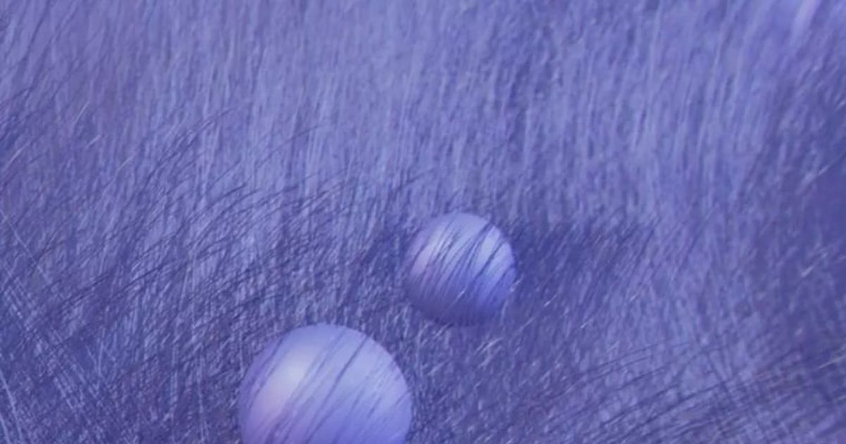 Culoarea anului 2022: Albastru brebenoc sau saschiu, nuanţa care va ...