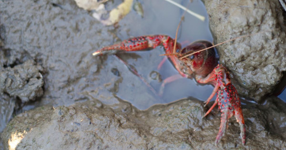 Mai mulți români sunt acuzați de contrabandă cu raci de baltă - Stirile ...