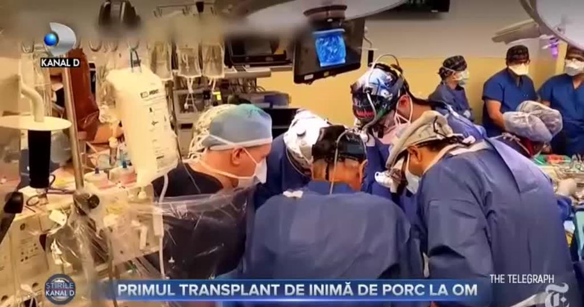 Primul transplant de inimă de porc la om - Stirile Kanal D