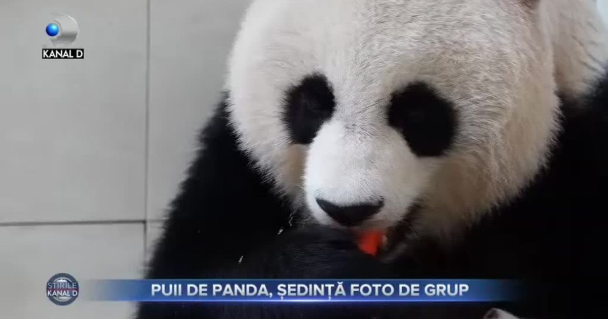 Pui de panda, sedinta foto de grup - Stirile Kanal D