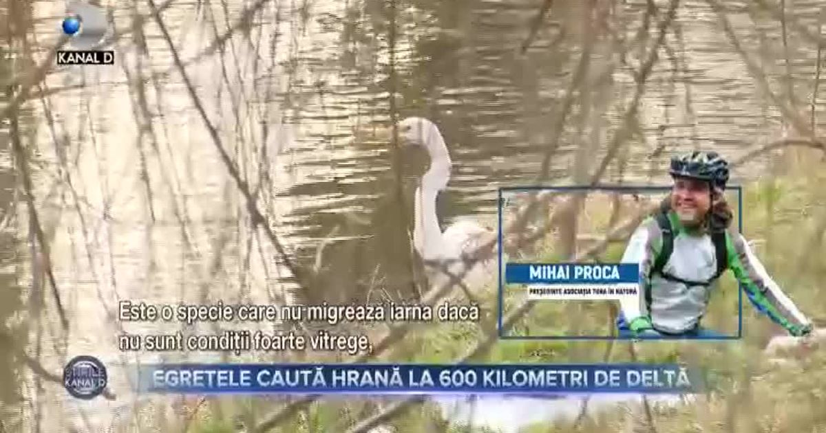 Egretele cauta hrana la 600 km de Delta - Stirile Kanal D