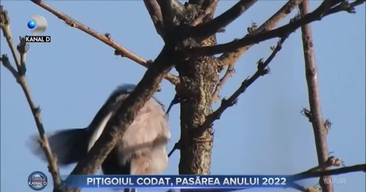 Pițigoiul codat, pasărea anului 2022 - Stirile Kanal D