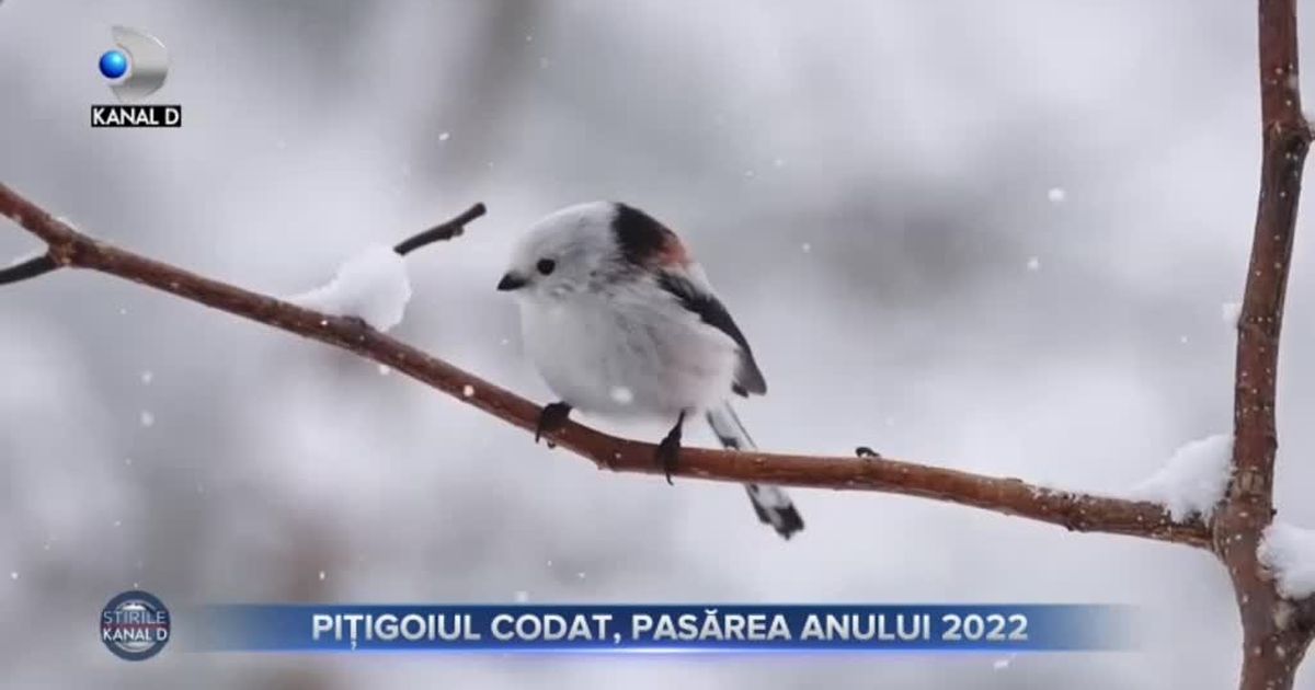 Pițigoiul codat, pasărea anului 2022 - Stirile Kanal D