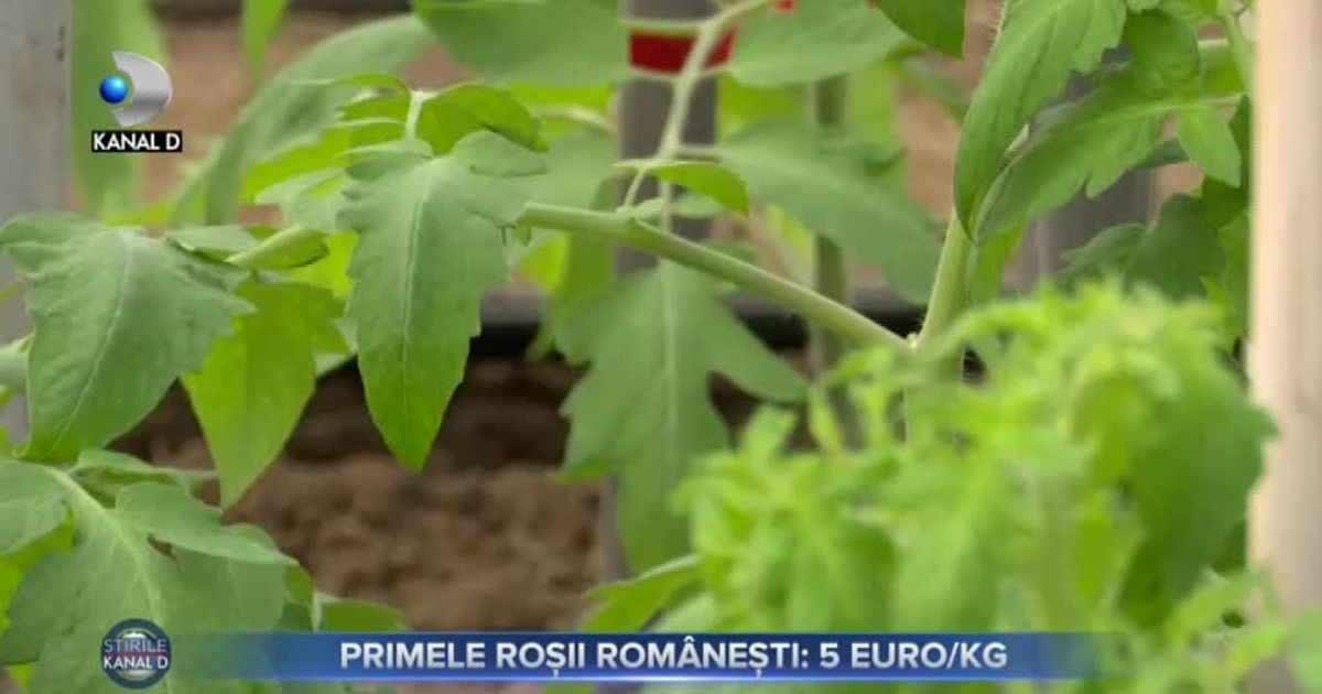 Primele rosii romanesti, 5 euro pe kg - Stirile Kanal D