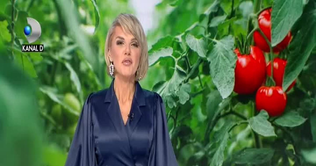 VIDEO: Primele roșii românești, în magazine - Kanal D Romania