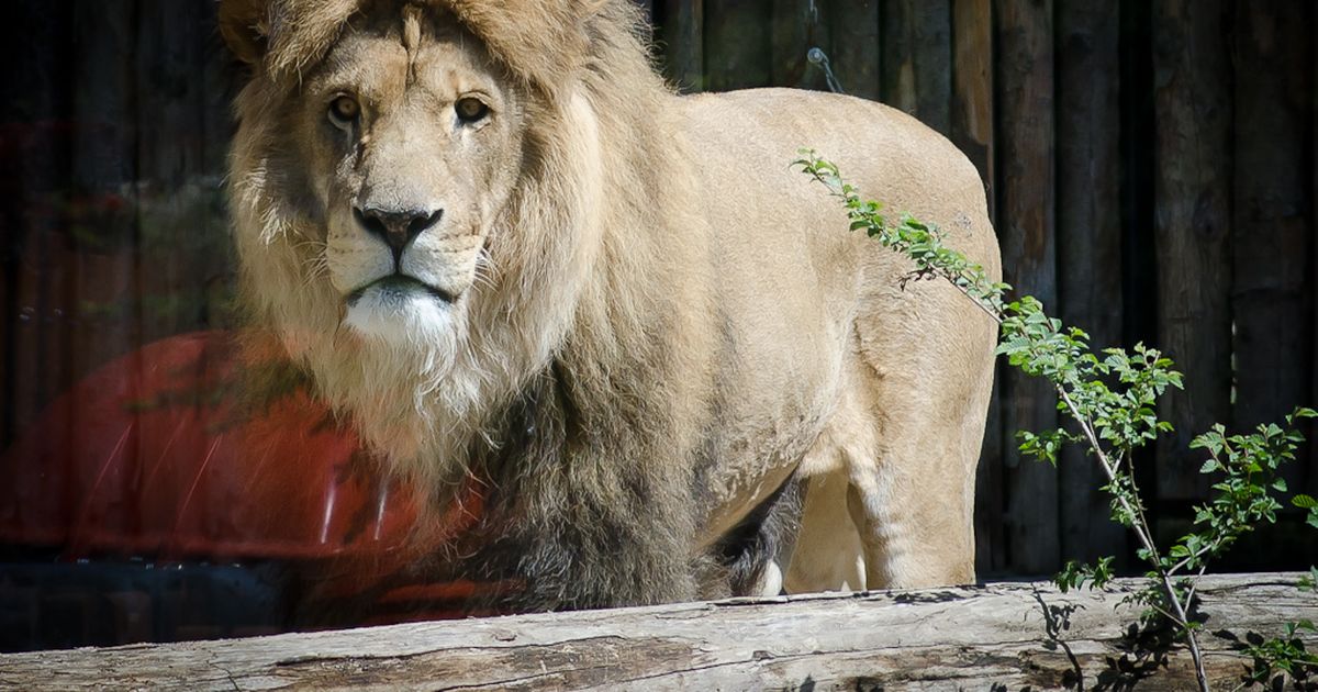 Leul Simba, mascota orașului Zaporojie, a fost adus în România ...