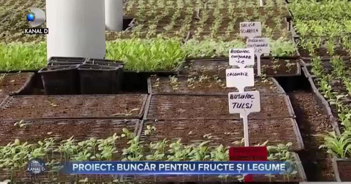 Proiect - buncăr pentru fructe și legume - Stirile Kanal D