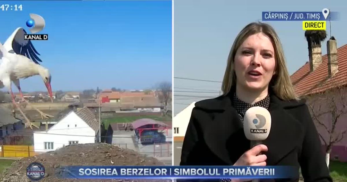Sosirea berzelor - simbolul primăverii - Stirile Kanal D