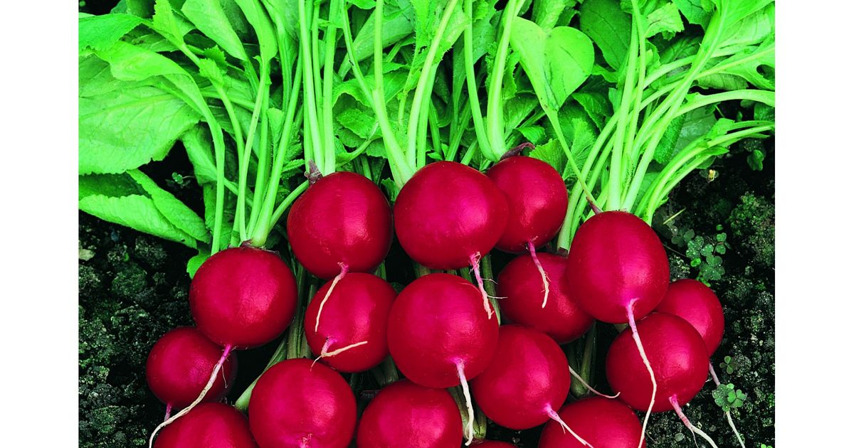 Contraindicaţii ridichii: Cine nu ar trebui să mănânce aceste alimente ...