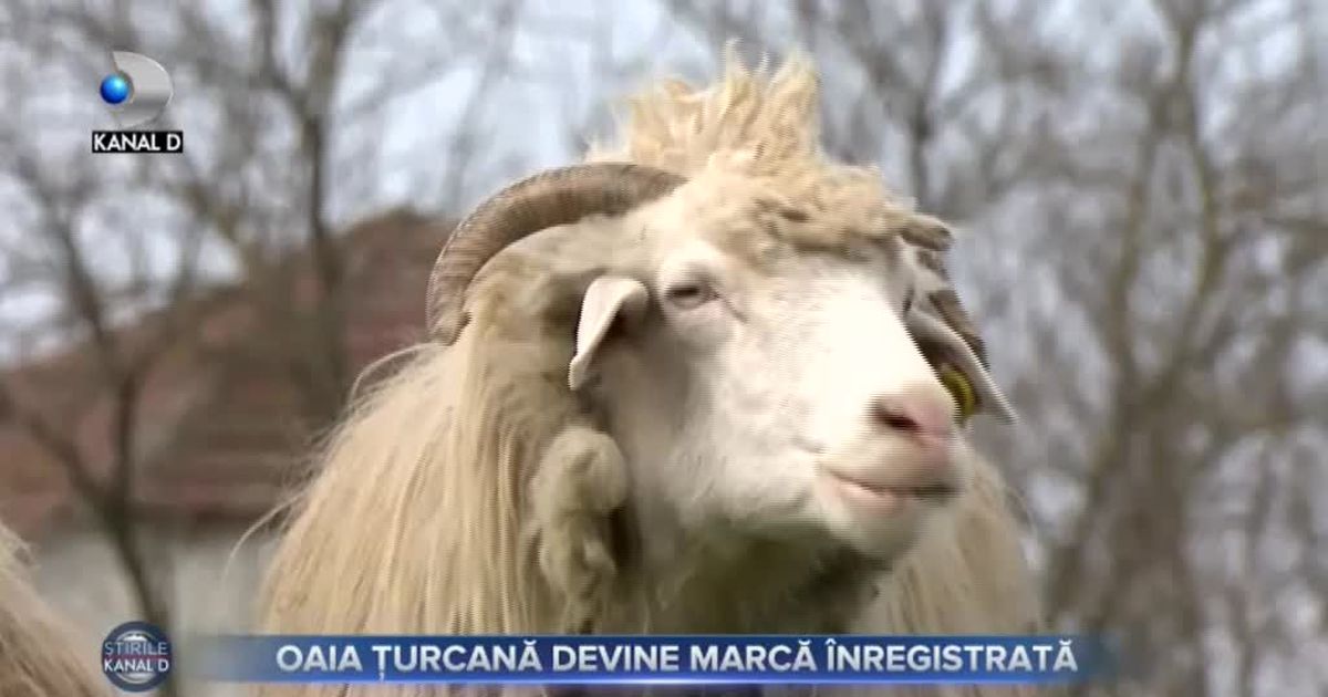 Oaia Țurcană devine marcă înregistrată - Stirile Kanal D