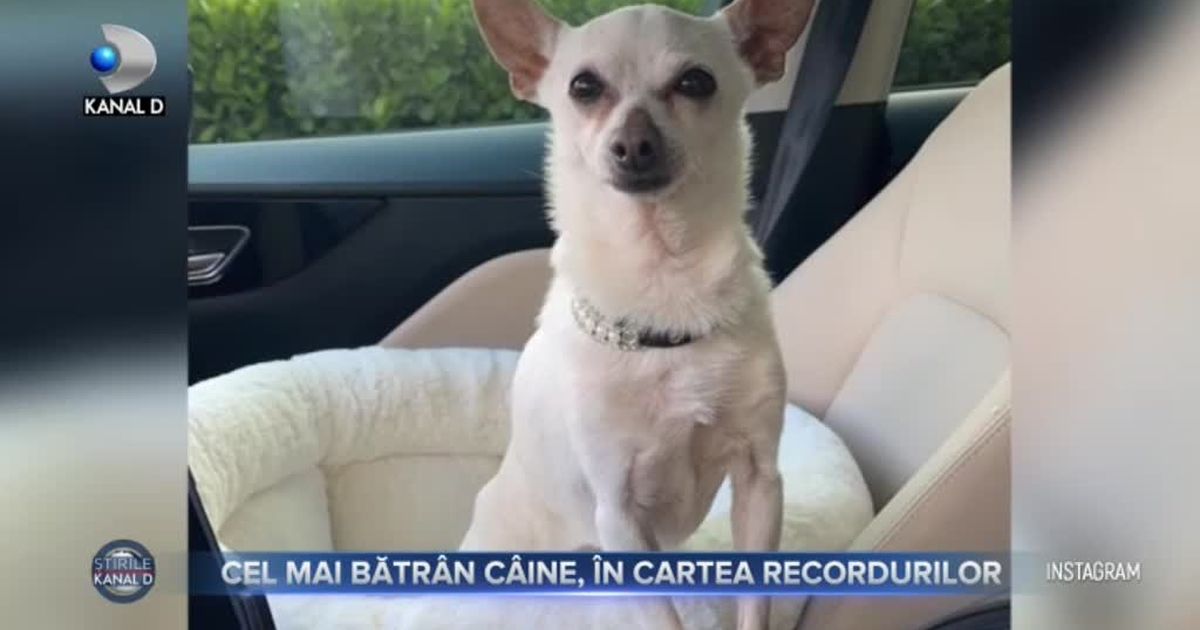 Cel mai bătrân câine, în cartea recordurilor - Stirile Kanal D