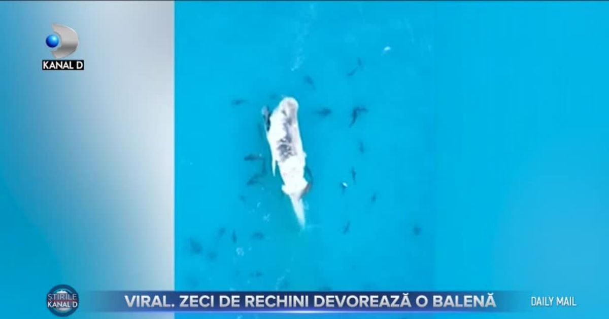 Viral. Zeci de rechini devorează o balenă - Stirile Kanal D