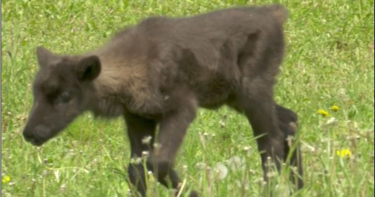 VIDEO | O familie de reni care trăiește în rezervația de zimbri din ...
