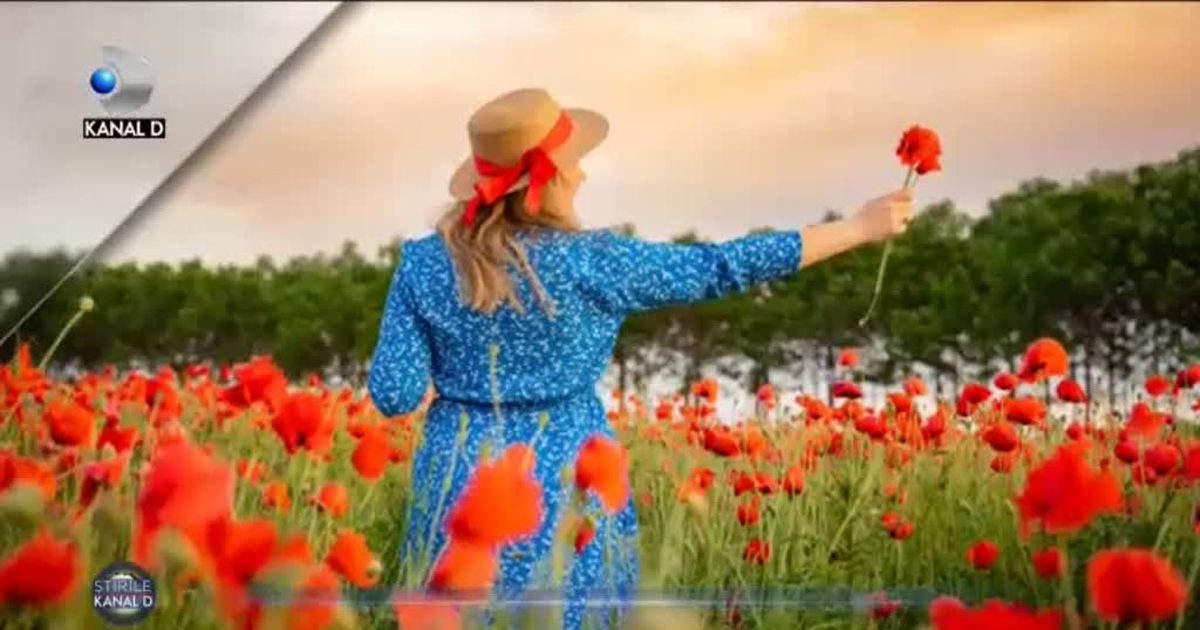 Macii, florile sezonului - Stirile Kanal D