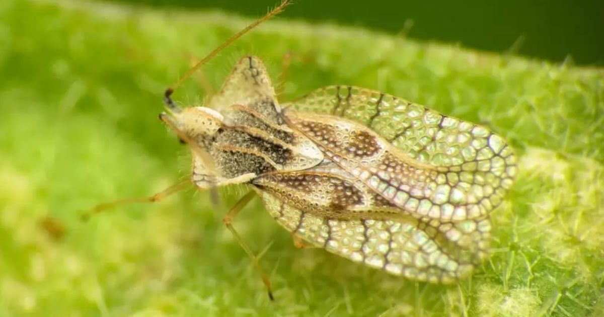 Cum să te protejezi de tigrul platanului, insecta sâcâitoare care apare ...