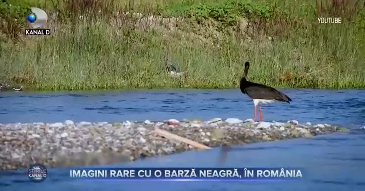 Imagini rare cu o barză neagră, în România - Stirile Kanal D