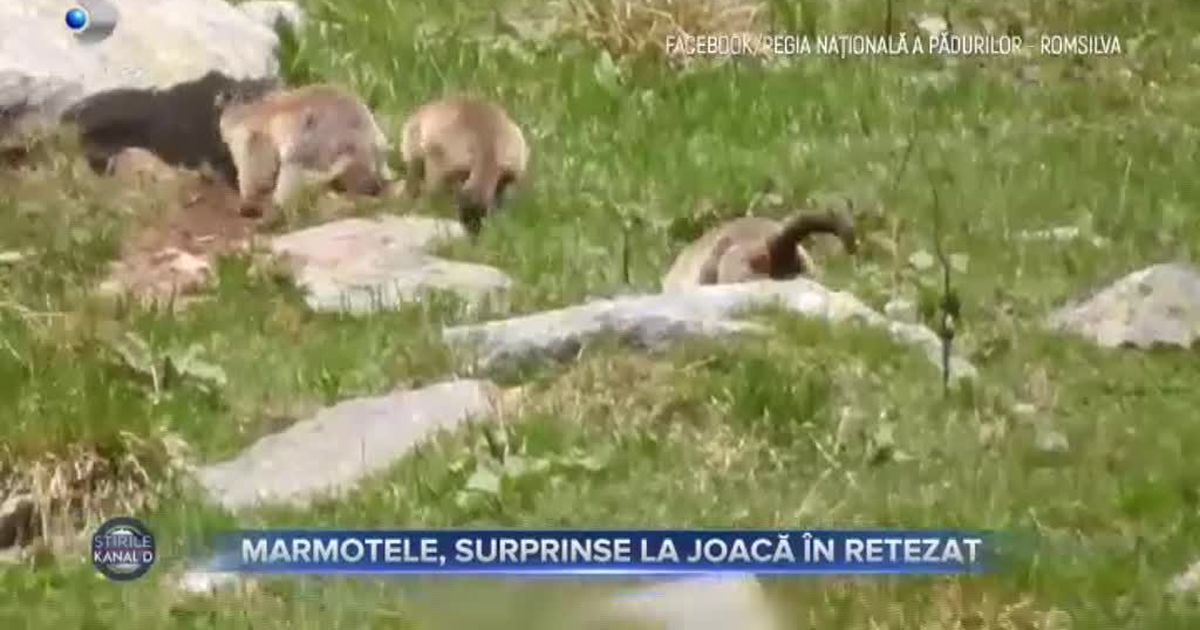 Marmotele, surprinse la joacă în Retezat - Stirile Kanal D