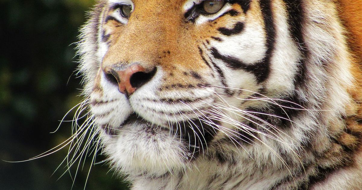 Doi pui de tigru siberian s-au născut în premieră la Grădina Zoologică ...