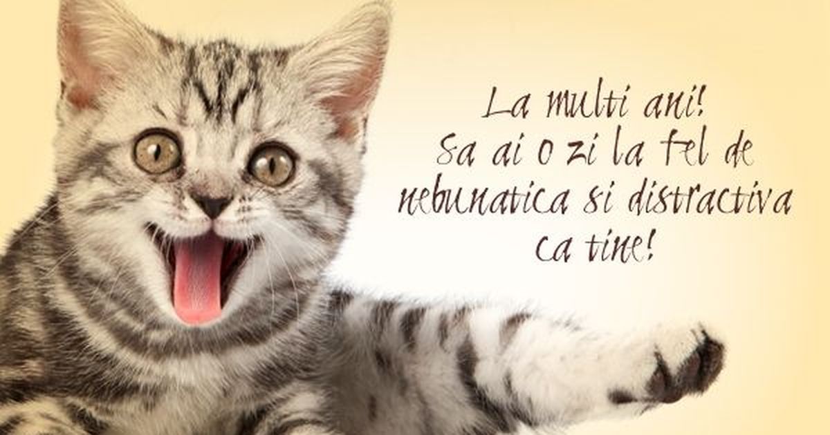 Ziua Internaţională a Pisicii 2022: Cele mai frumoase mesaje şi ...