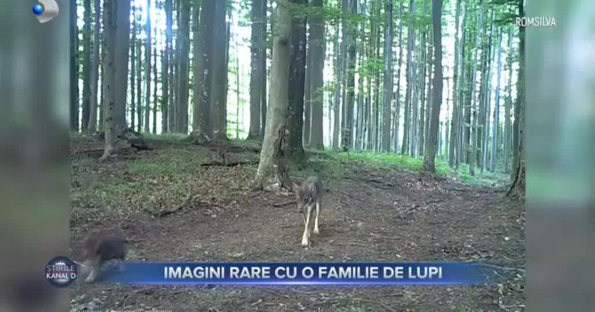 Imagini rare cu o familie de lupi - Stirile Kanal D