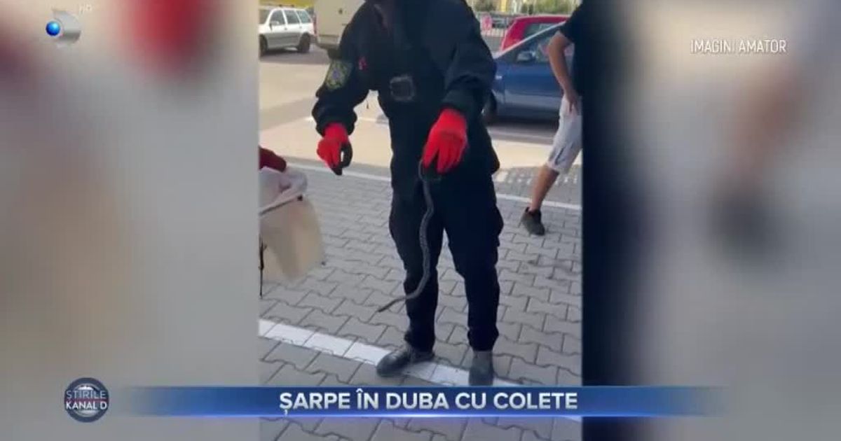 Sarpe in duba cu colete - Stirile Kanal D