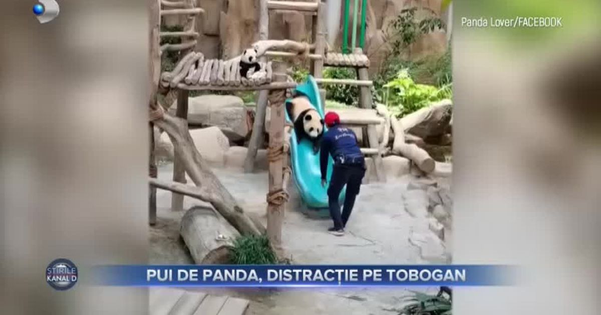 Pui de panda, distracție pe tobogan - Stirile Kanal D