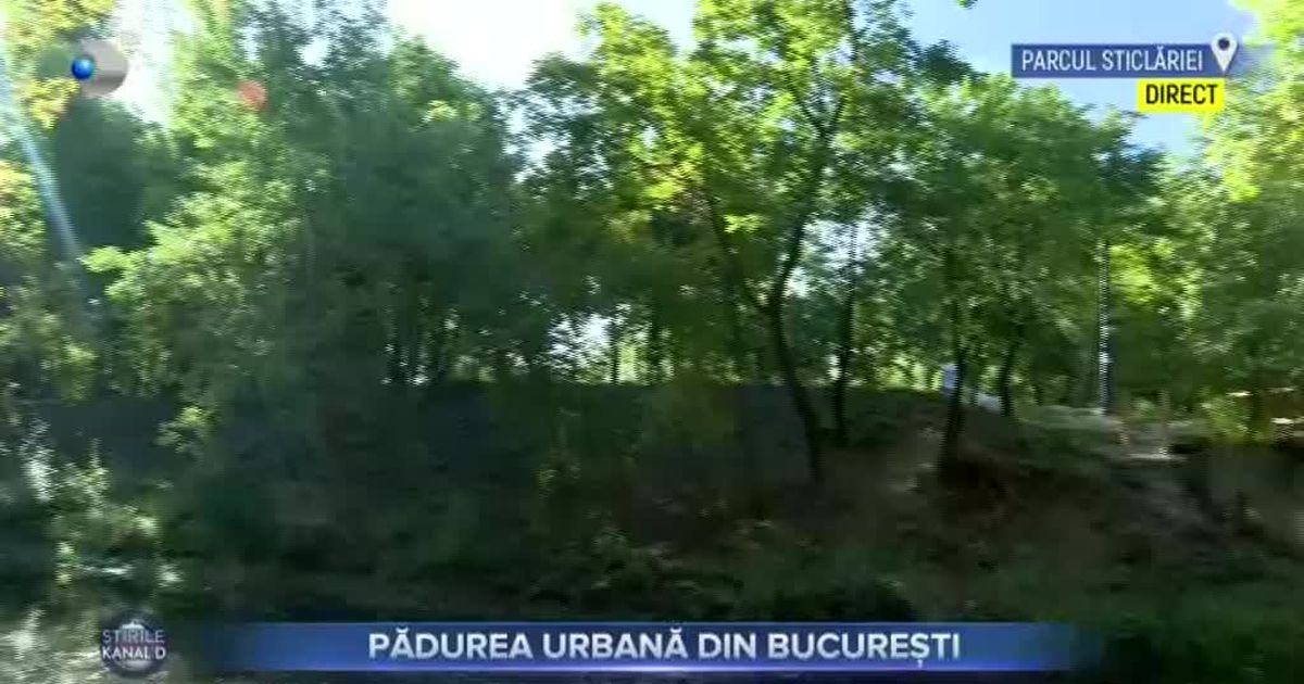 Pădurea urbană din București - Stirile Kanal D