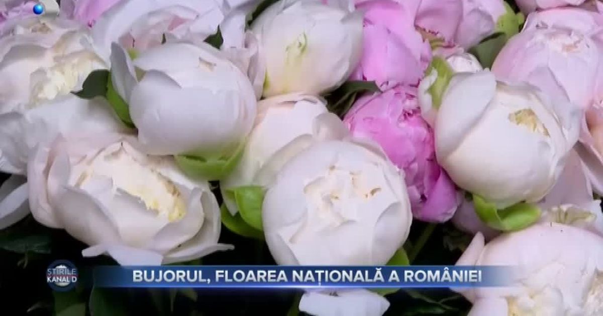 Bujorul, floarea națională a României - Stirile Kanal D