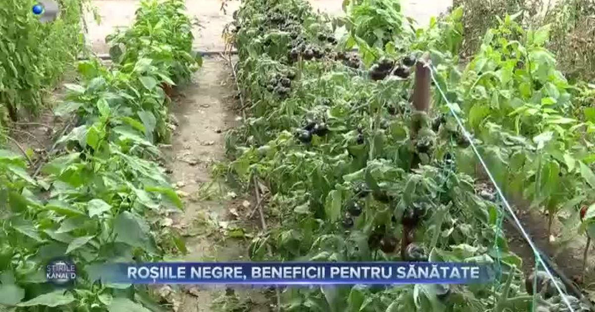 Roșiile negre, beneficii pentru sănătate - Stirile Kanal D