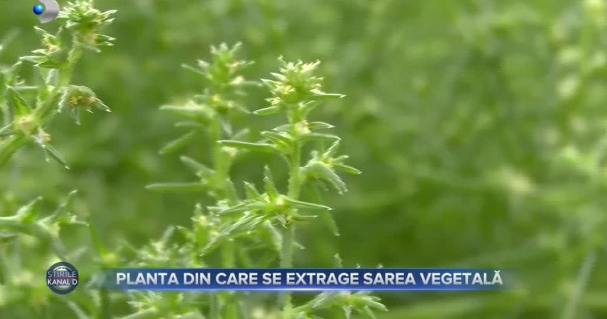 Planta care se iriga cu apa de mare - Stirile Kanal D