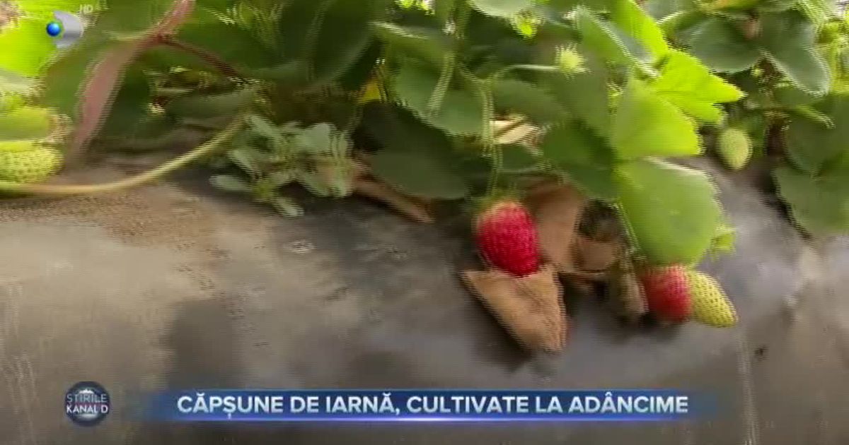 Căpșune de iarnă, cultivate la adâncime - Stirile Kanal D
