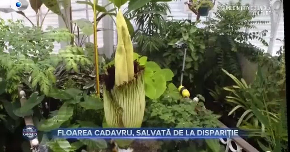 Floarea cadavru, salvată de la dispariție - Stirile Kanal D