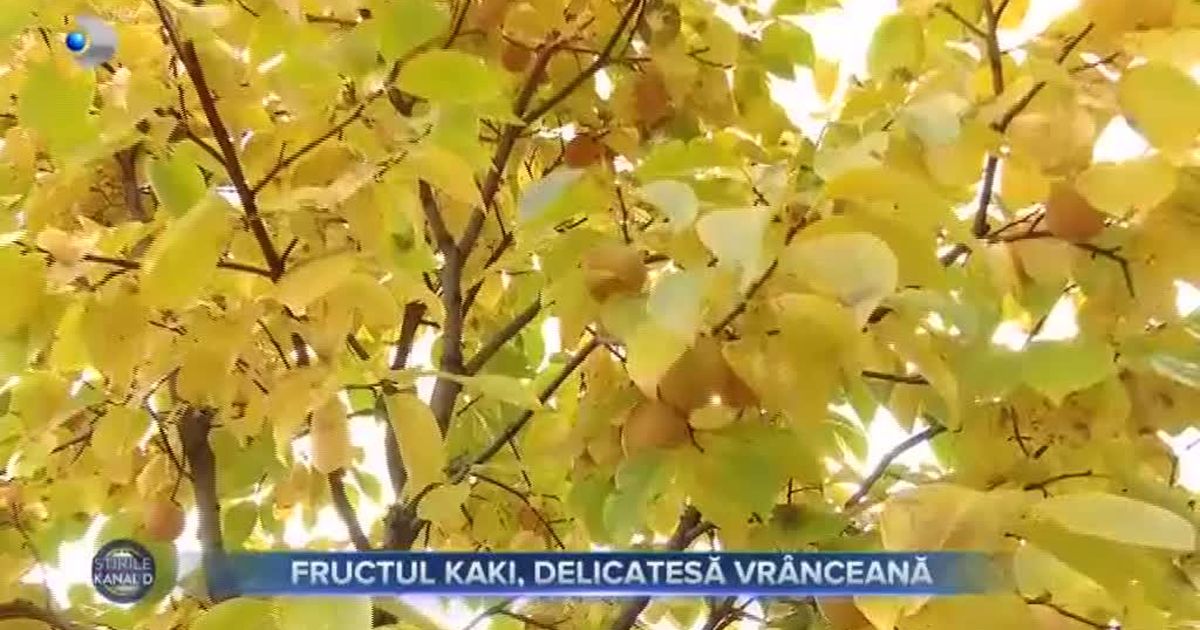 Fructul kaki, delicatesă vrânceană - Stirile Kanal D