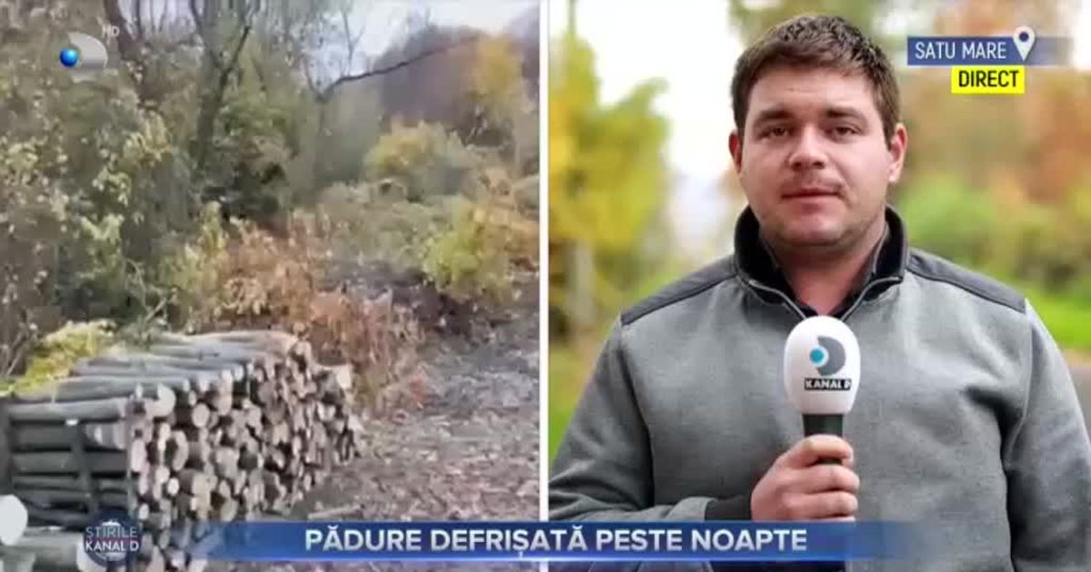Pădure defrișată peste noapte - Stirile Kanal D