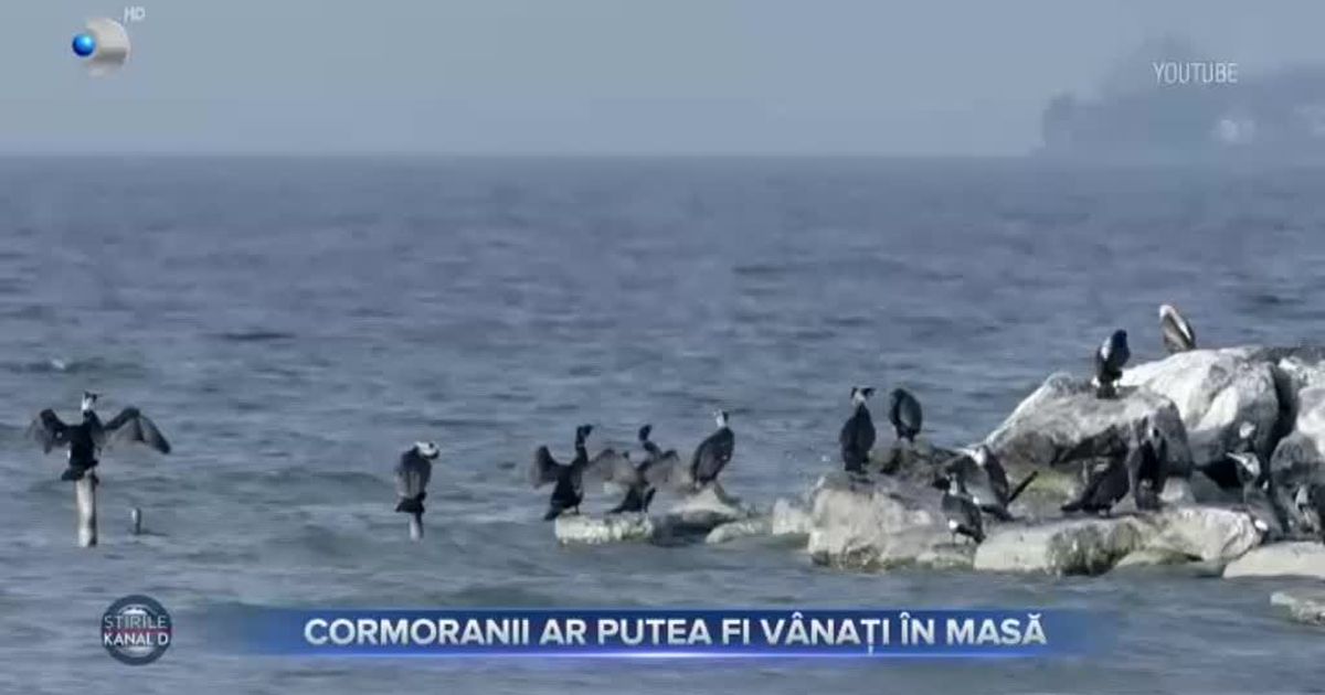 Cormoranii ar putea fi vânați în masă - Stirile Kanal D
