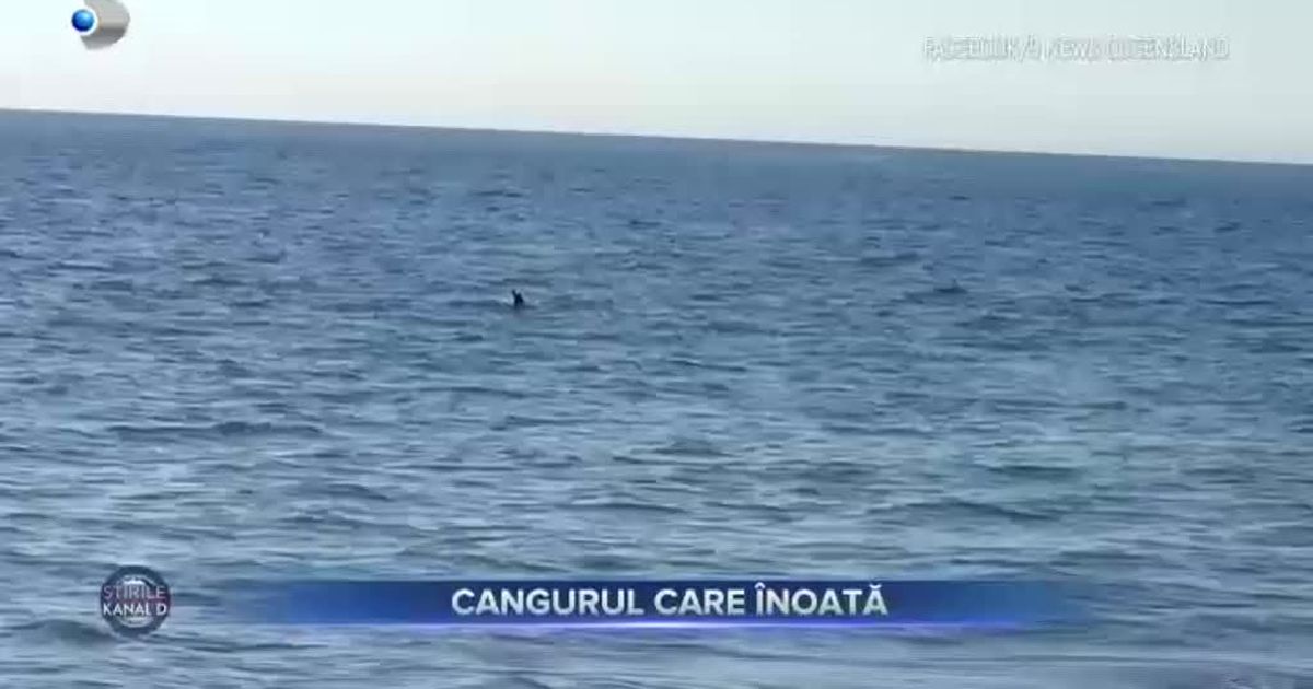 Cangurul care înoată - Stirile Kanal D