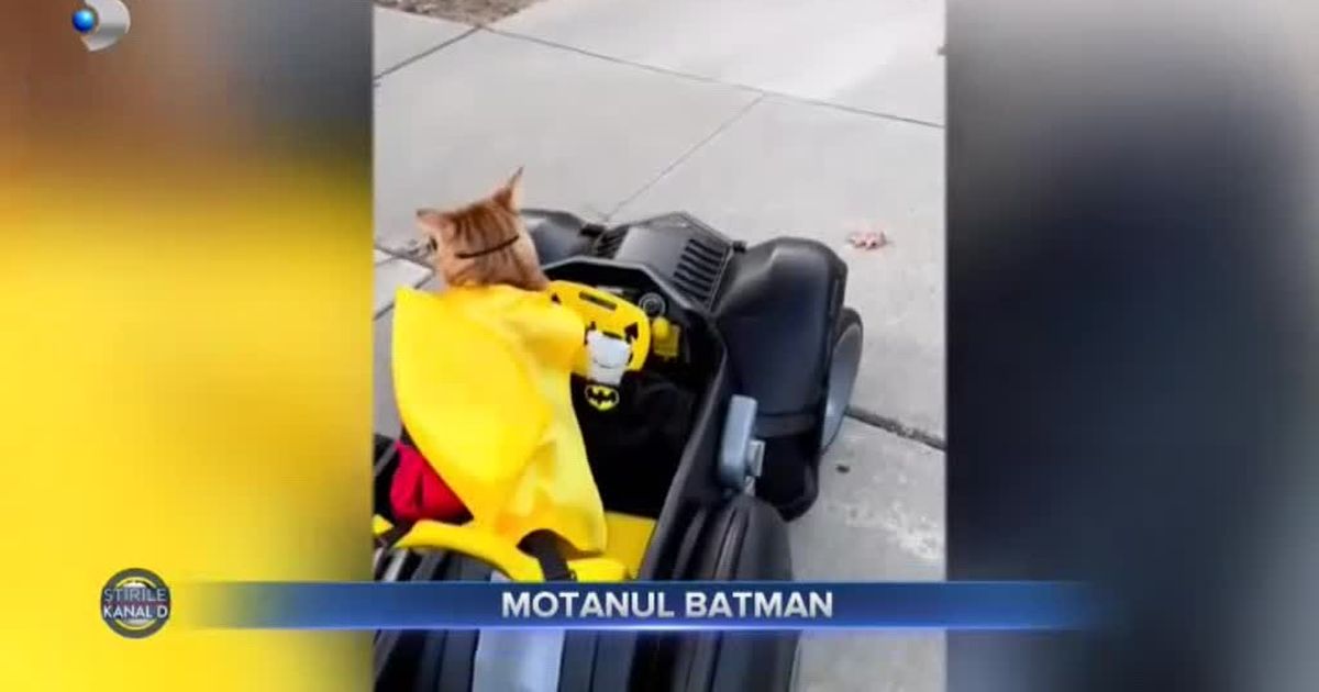 Motanul Batman - Stirile Kanal D