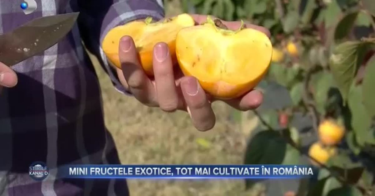 Mini fructele exotice, tot mai cultivate în România - Stirile Kanal D