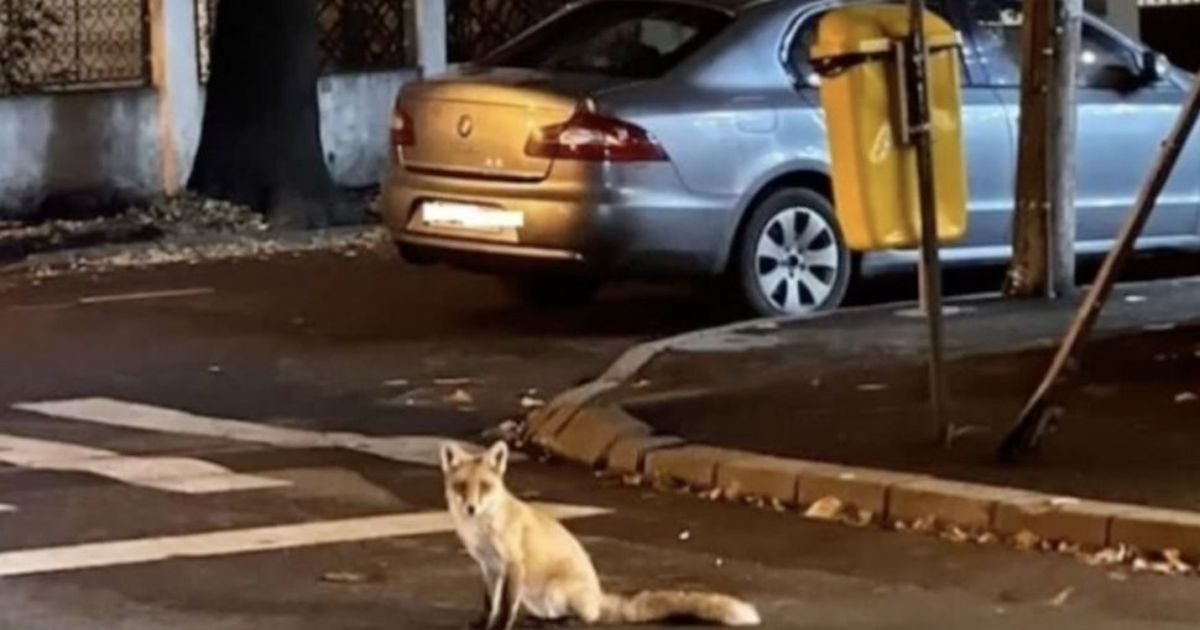 Vizitator neașteptat la Palatul Cotroceni. O vulpe a fost fotografiată ...