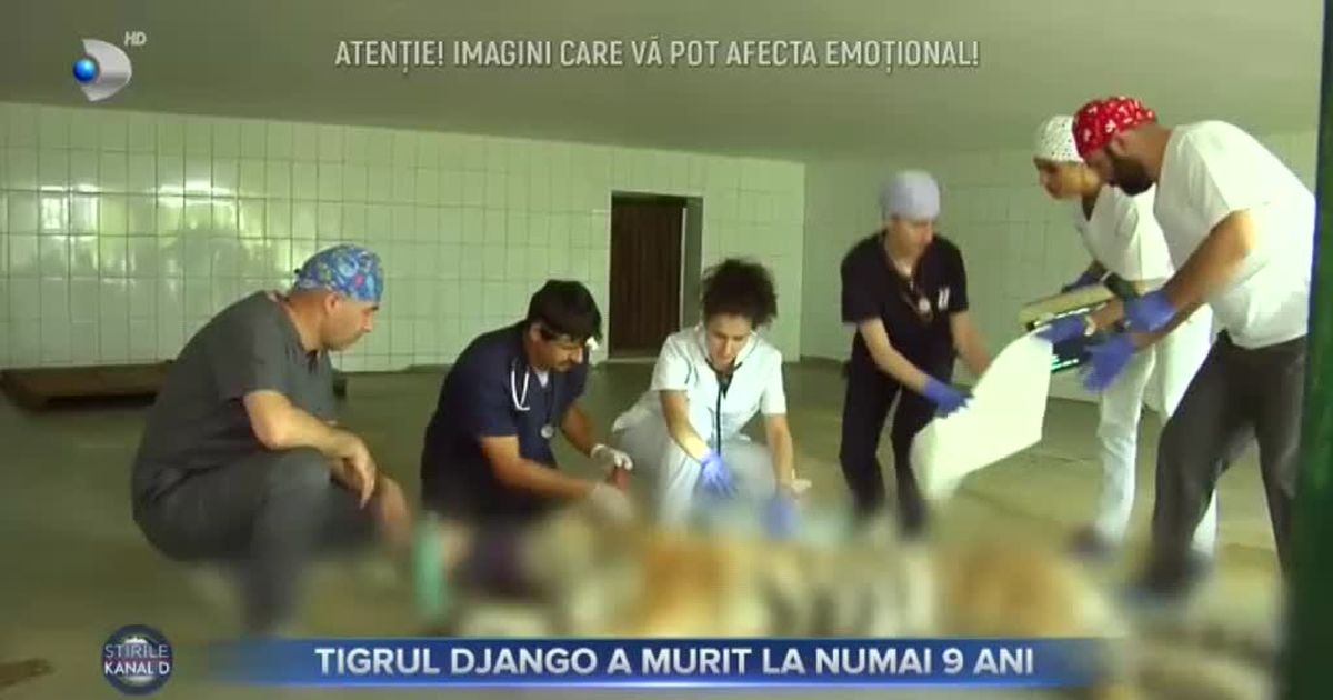 Tigrul Django a murit la numai 9 ani - Stirile Kanal D