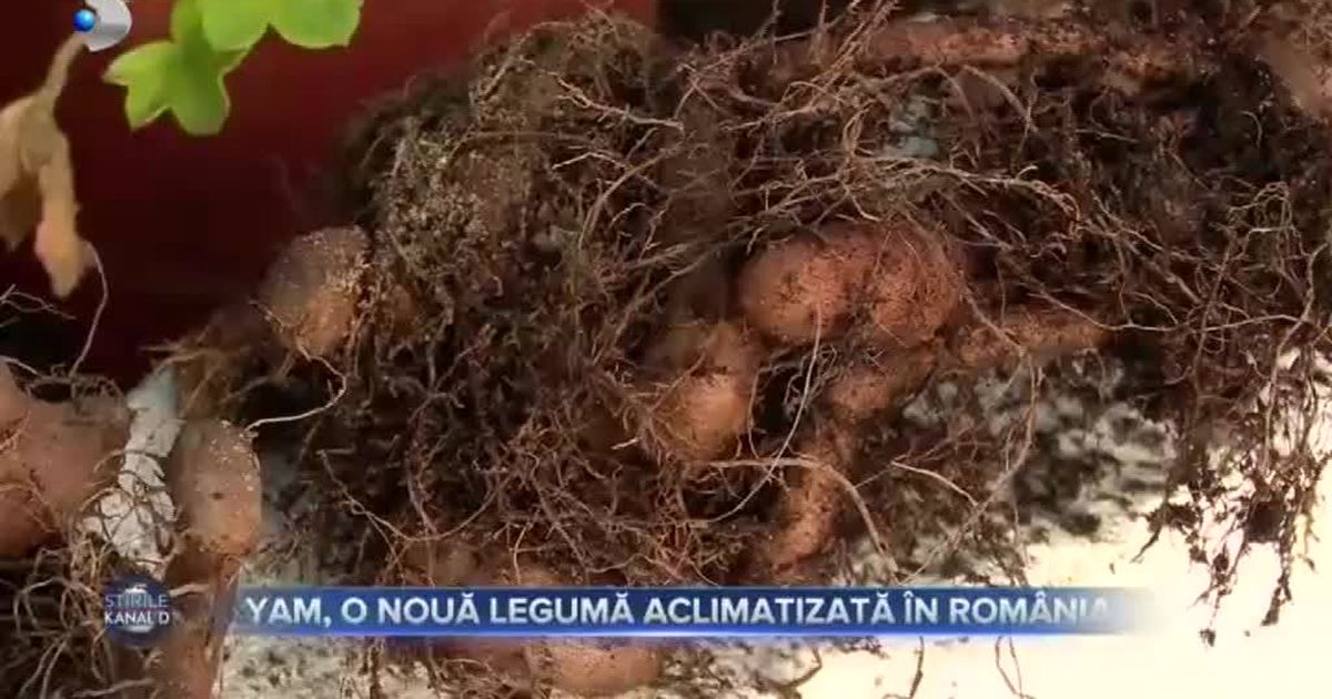 Yam, o nouă legumă aclimatizată în România - Stirile Kanal D