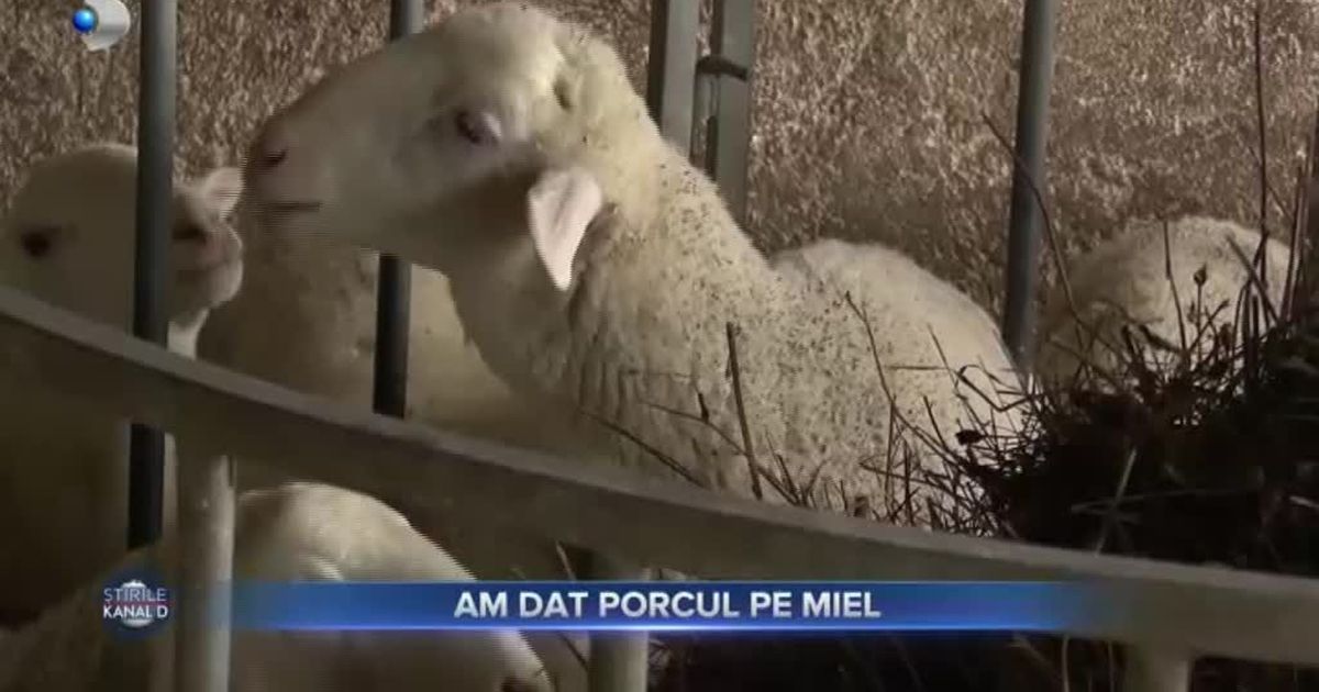 Am dat porcul pe miel - Stirile Kanal D