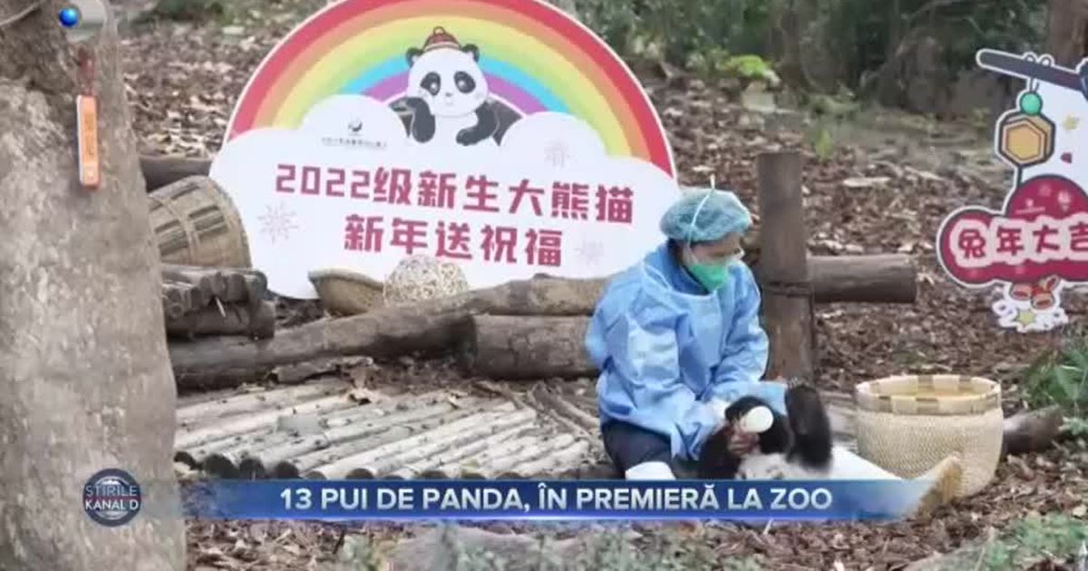 13 Pui de panda, în premieră la Zoo - Stirile Kanal D